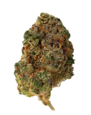 The Loud Plug Purple Rain | Abba Medix